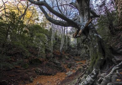 Ajuntament de la Sénia – Web de l'Ajuntament de la Sénia